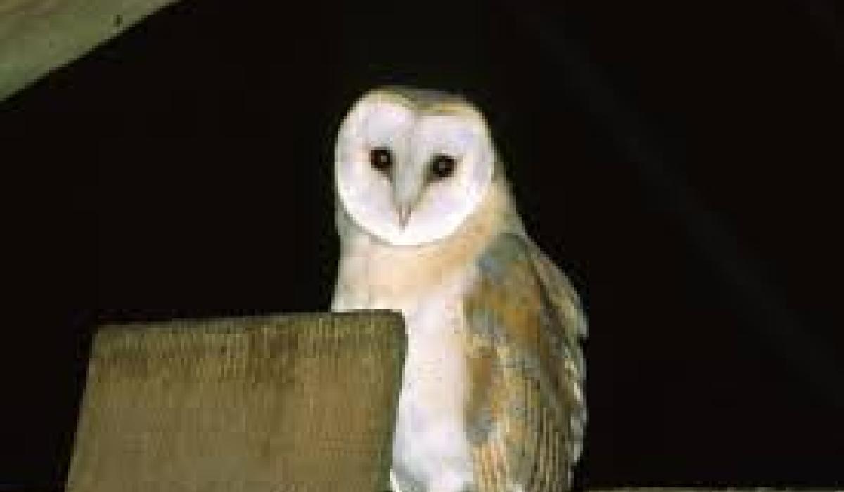 barn owl decline