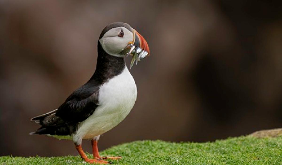 Line-up of events announced as National Biodiversity Week 2025 kicks ...