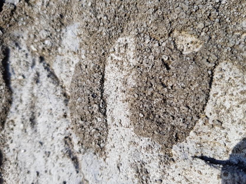 330-Million-Year-Old burrows discovered in County Clare - Photo 1 of 2 ...